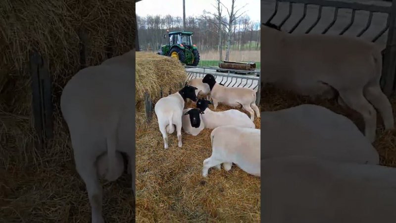 Бараны дорпер #dorpersheep #дорпер #dorper
