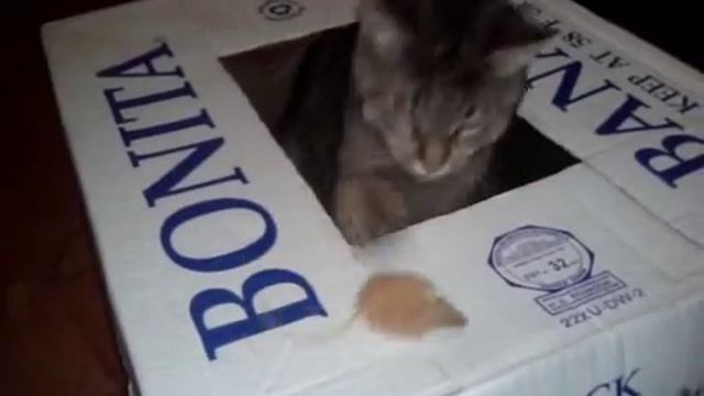 Кот в коробке