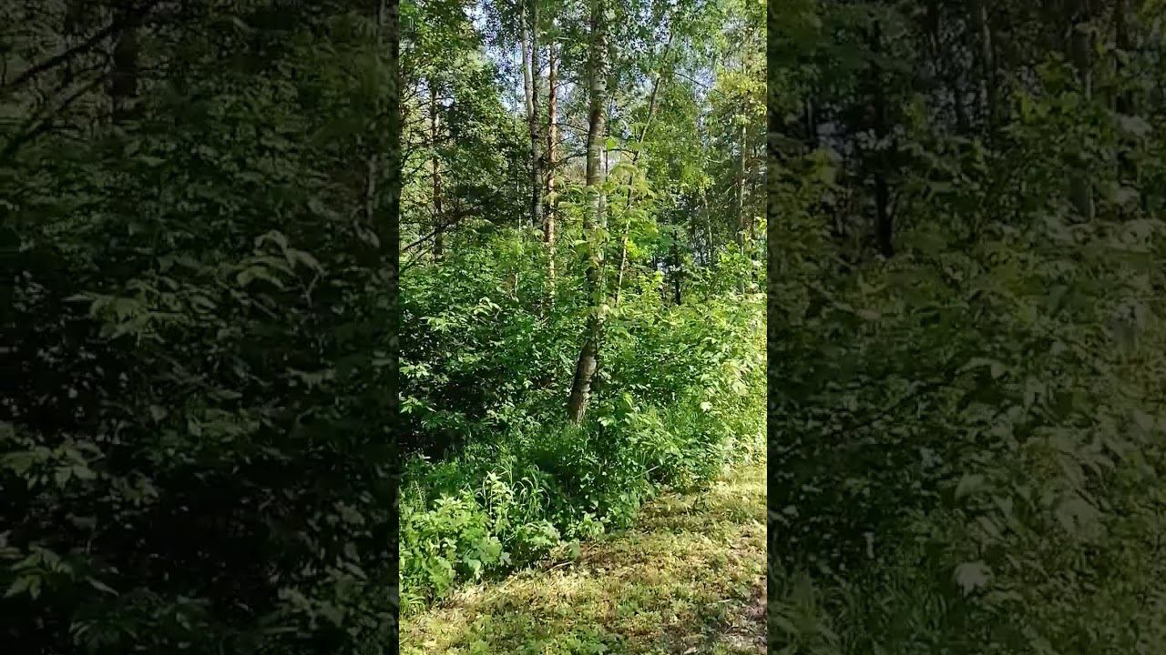 #shorts КУПАЛА_НАМ_В_ПОМОЩЬ _БУДЕТ_ФАКЕЛ_ГЕКАТЫ_ЛОЛИТА_Видео_409