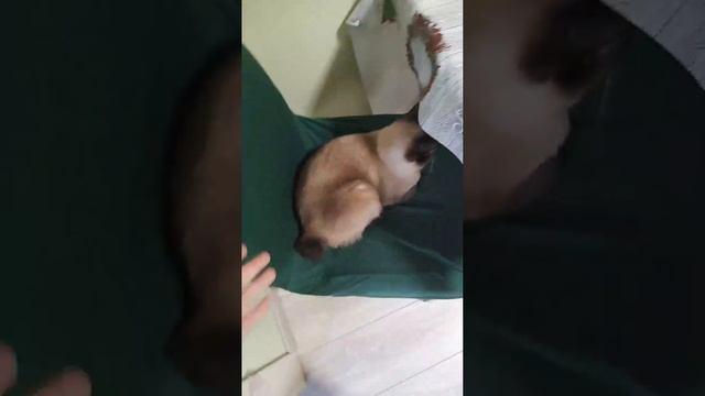 Только встанешь ты со стула, кот на стул и стул занял