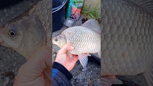 ЛАПОТЬ #shorts#fishingholidays#рыбалканакарася