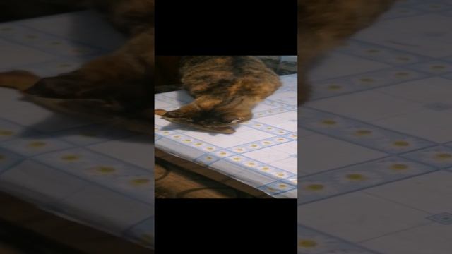 Обманули кисю. Рыба то не настоящая. Смешные ролики о котах и других домашних животных. #котики #кот