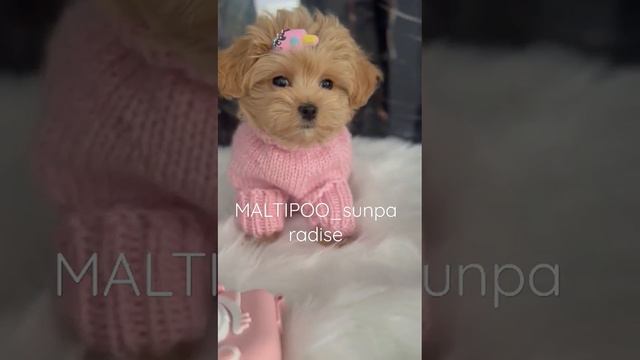 девочка мальтипу микро🥰