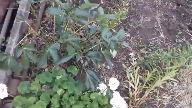 Уход за пионами осенью.