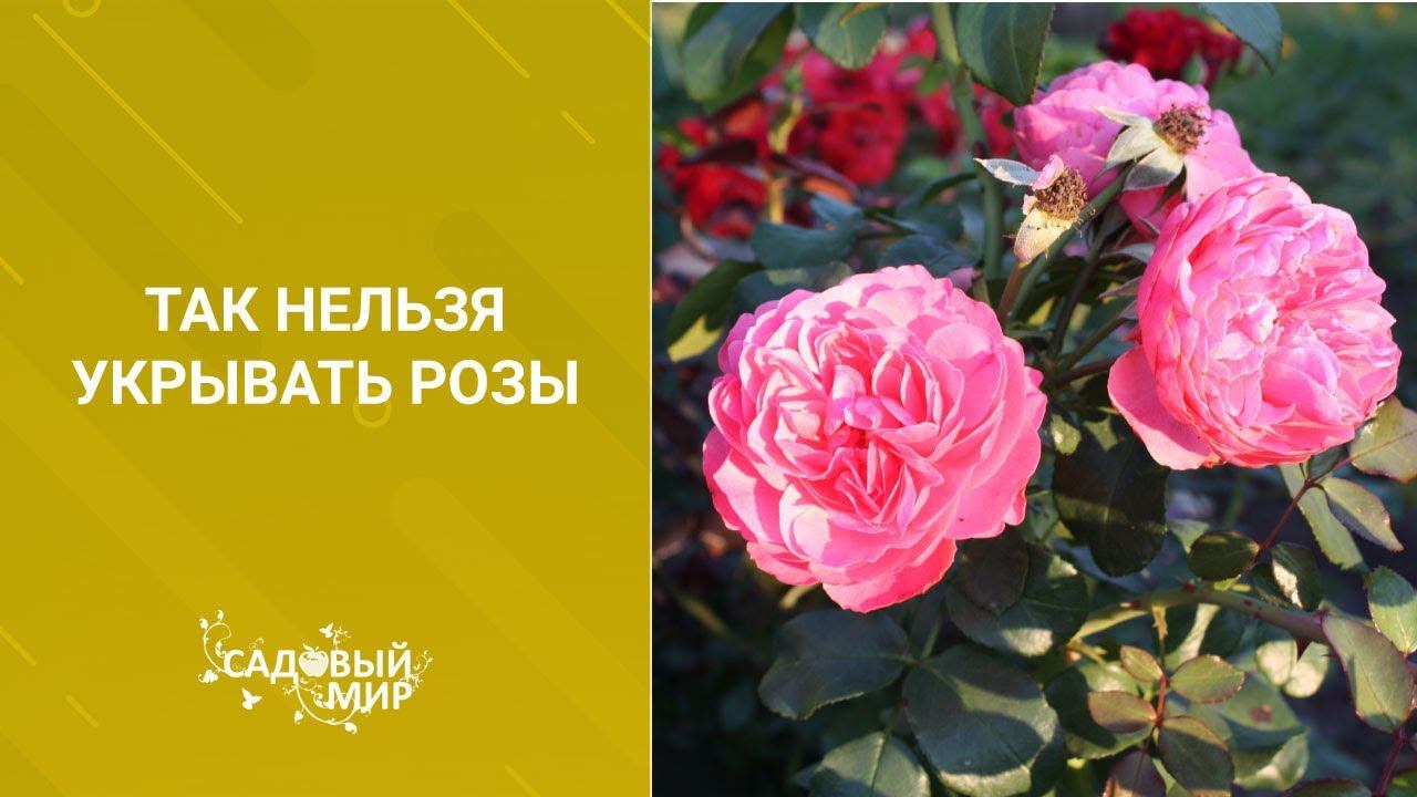 Так нельзя укрывать розы