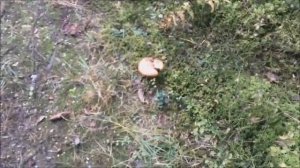 ОКТЯБРЬ ПОЛОН КРАСОК И ДАРОВ.
