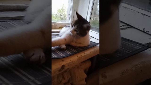 #юмор #котик Поражаюсь людям. которые и нашим и вашим...