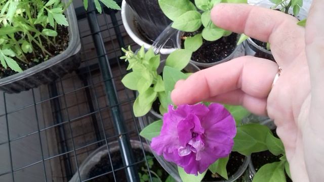 Вот и плоды у томата "Балконное чудо "