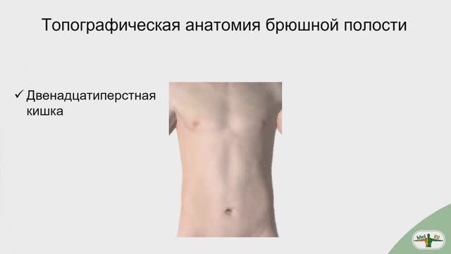 Брюшная полость - топография двенадцатиперстной кишки
