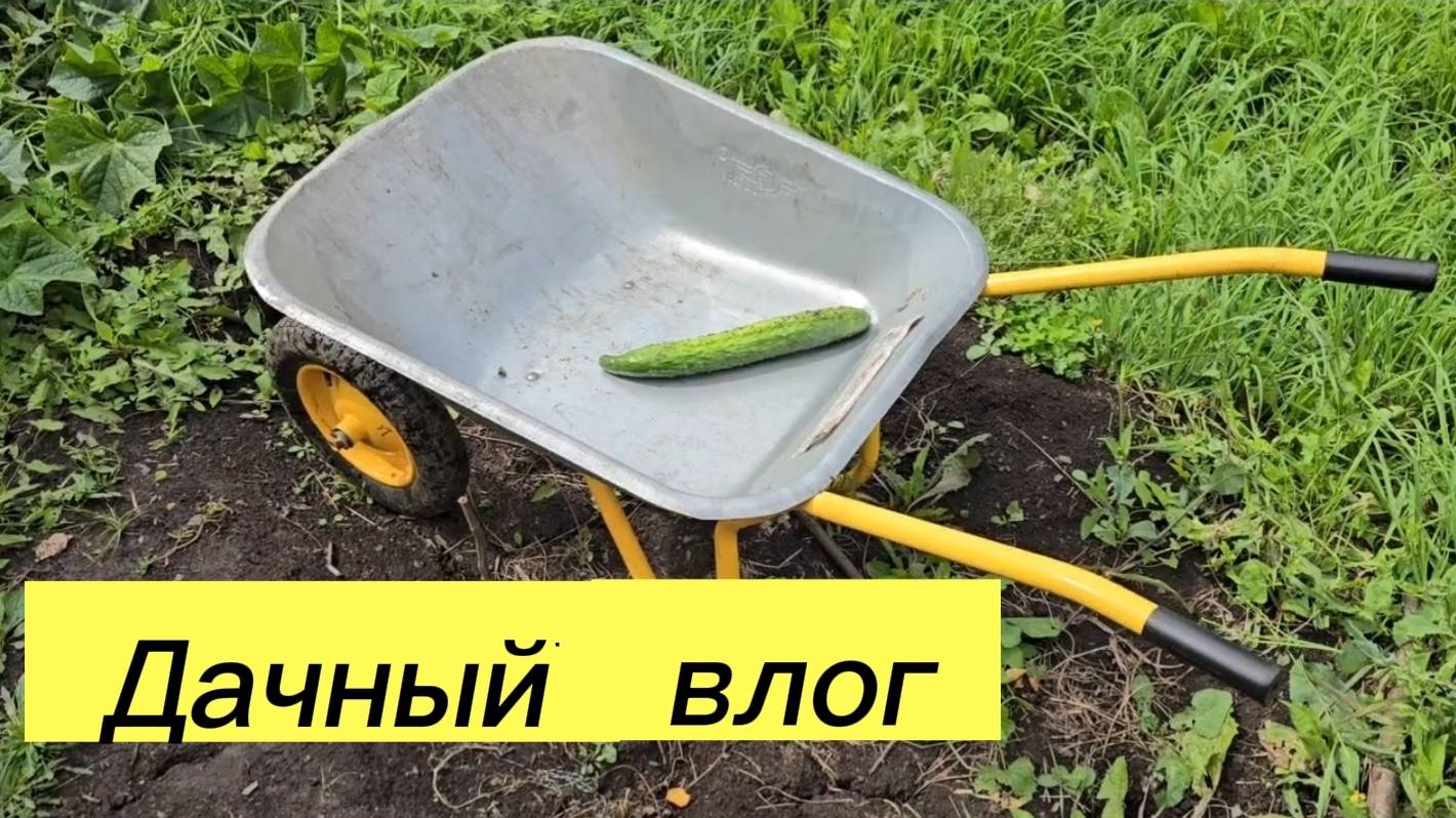 Дачный Влог! Собираем урожай 2023, огурцы-гиганты, помидоры и виноград пропали @Alexey_kossykh