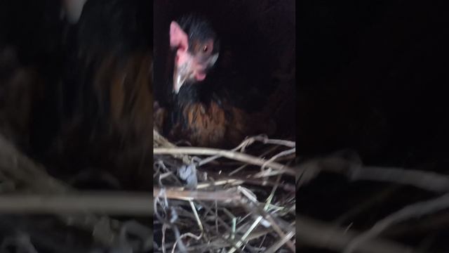 В телятнике нлвпя жизнь