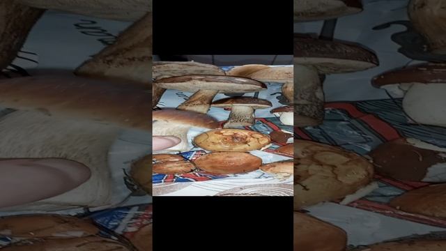 Последние грибы в этом году