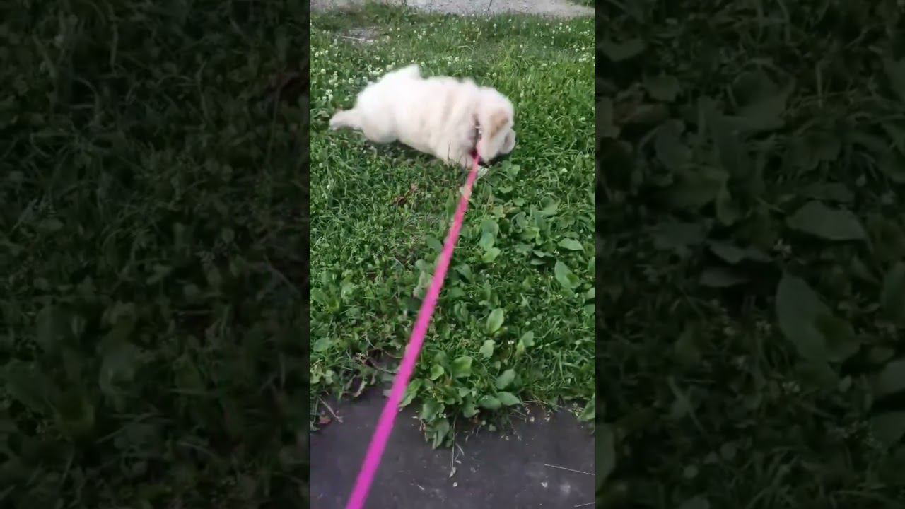 Чау Чау
