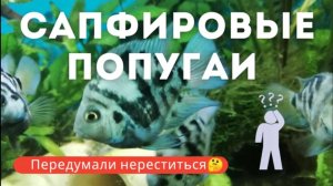 Почему - то попугаи передумали нереститься?! Zebra Parrot Cichlid
