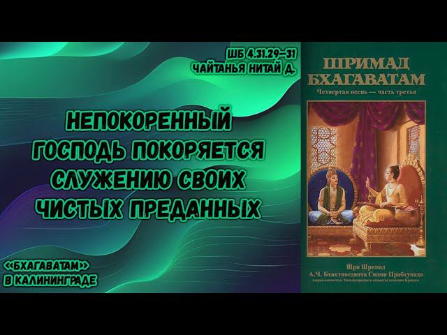Непокоренный Господь покоряется служению своих чистых преданных. Чайтанья Нитай д. ШБ.4.31.29–31