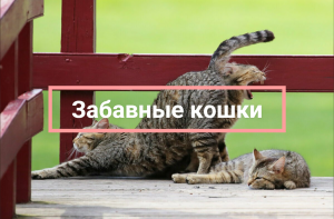 Самые смешные животные ? Приколы с котами 2023