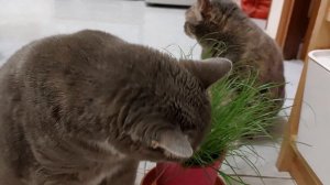 Herbivorous kittens 😸    Травоядные котики 🐱