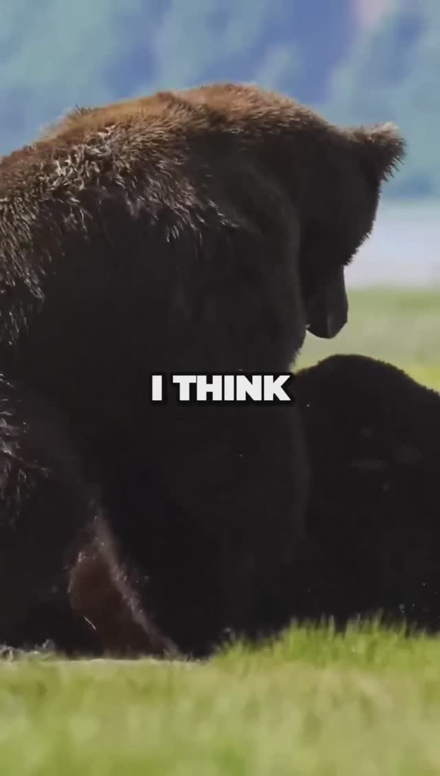 Brutal Bear Battle || Twist Unexpected