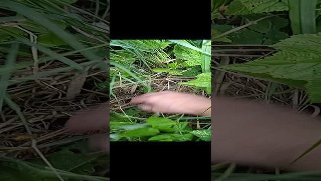 птичка невеличка