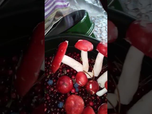 Болотные грибочки