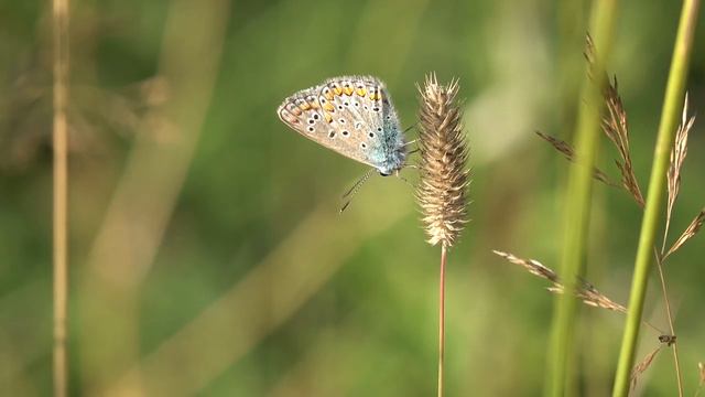 Пять минут летнего релакса с бабочками голубянками