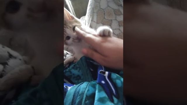 Котёнок жуёт халат❤️?.mp4