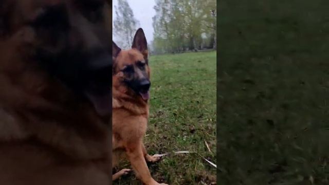 Бум.#shorts #нейя #немецкаяовчарка #germanshepherd #neya #овчарка #прогулка (720p)