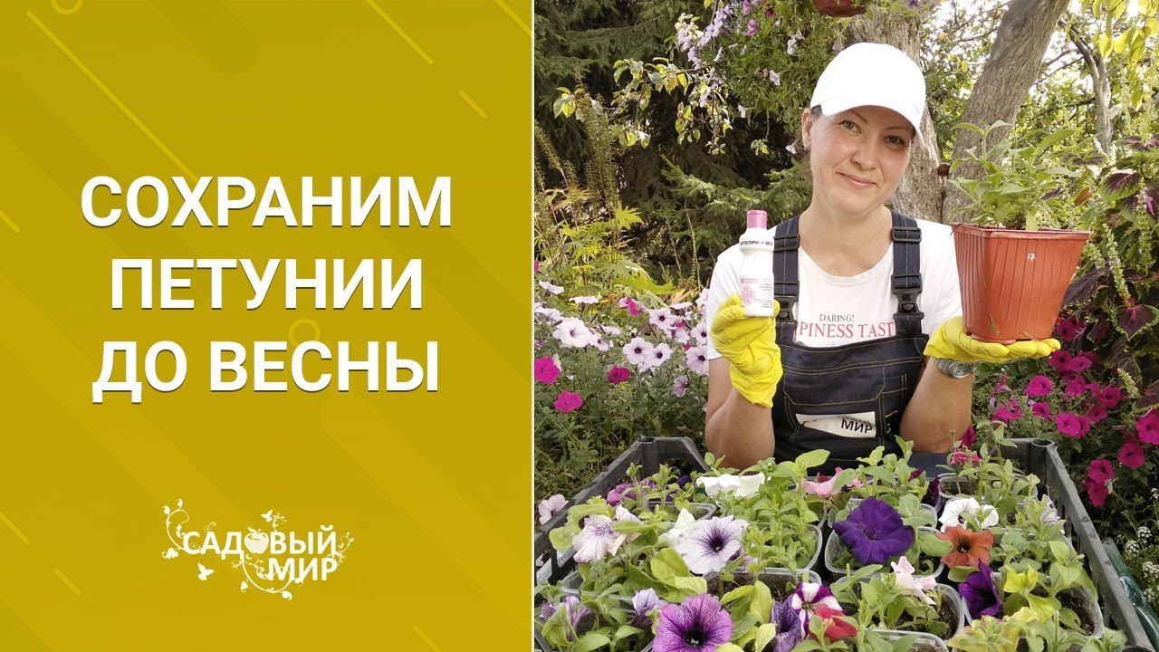 Сохраним  самые красивые петунии до весны. Выращивание из черенков.