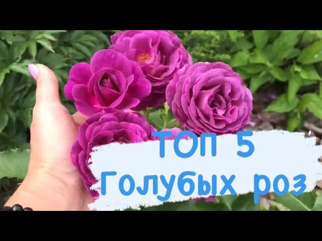 ТОП 5 голубых роз ❗️ Миф или реальность ❓ Обзор сортов ?.mp4