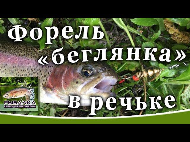 Радужная форель беглянка. Форель на малых реках. Август 2019.