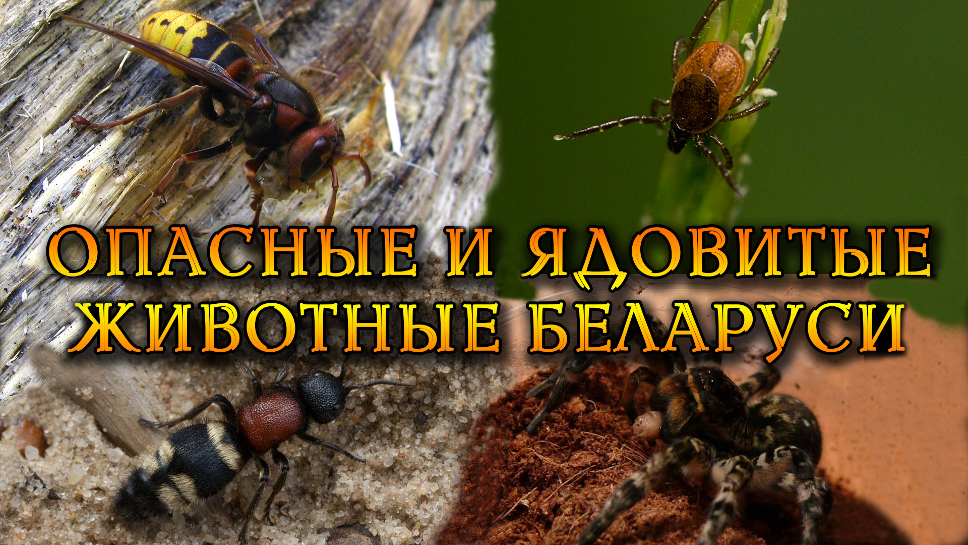 Опасные и ядовитые беспозвоночные Беларуси. Фауна Беларуси / Микропланета