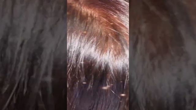 ?HAIR COLOR?BROWN CHOCOLAT LAIT 5/37  DONNER BRILLANCE EFFET CHAUD COLORATION BROWN CHATAIN 5/37?