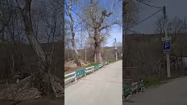 Огромное дерево при входе на Кипарисовое озеро Сукко