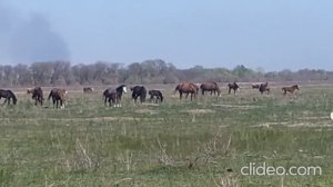 11.04.2023 Астраханская область. мустанги #shorts