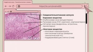 Надпочечники