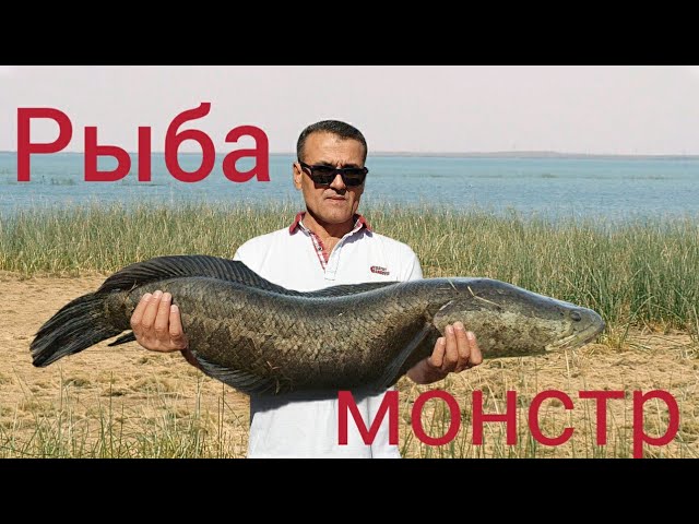 Ловля змееголова , на озере Тудакуль . ( Snakehead on Lake Tudakul ).