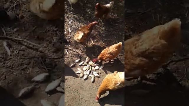 Любимая еда у куриц - рыба)