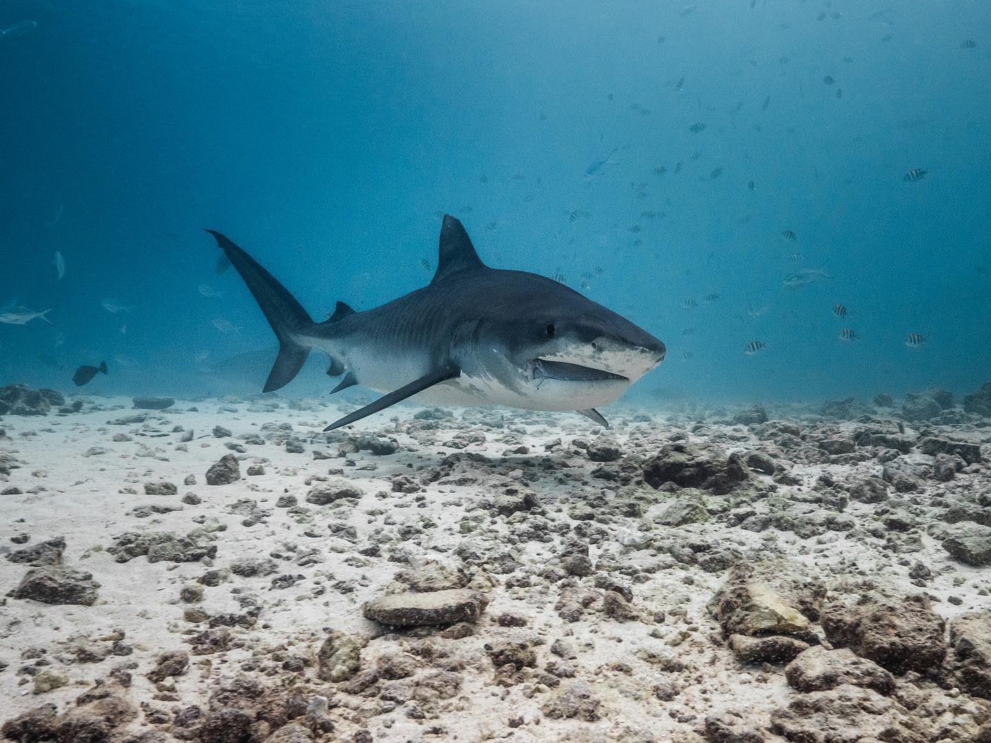 Slow motion TigerZoo