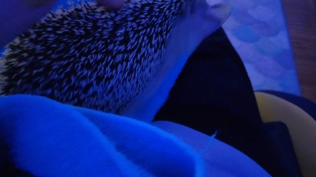 Ёжик Люська