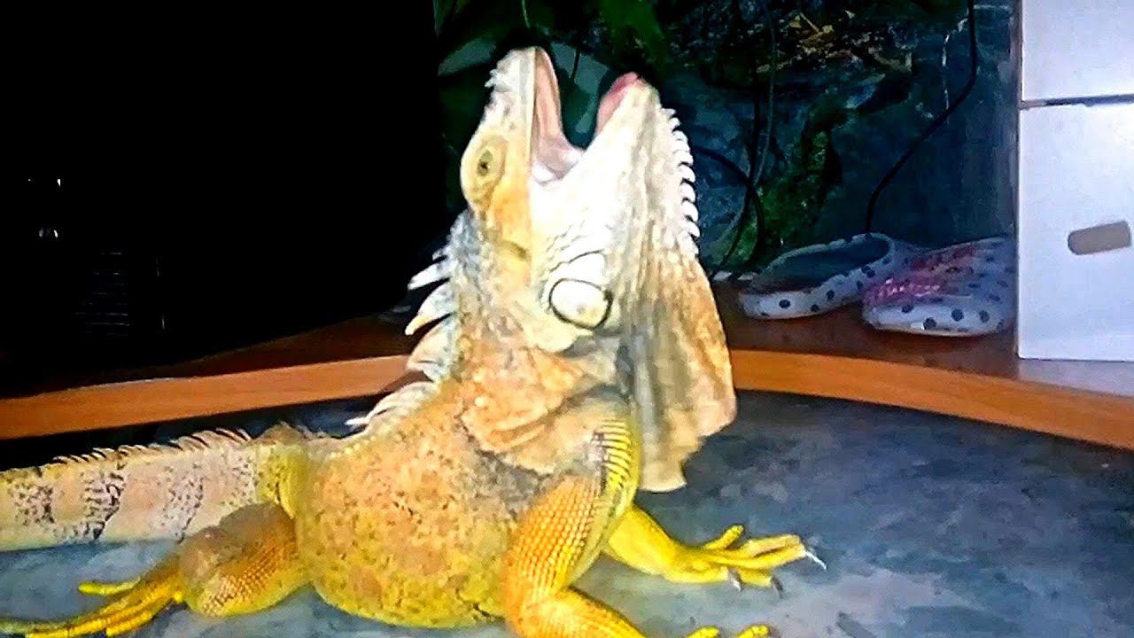 Игуана пытается укусить