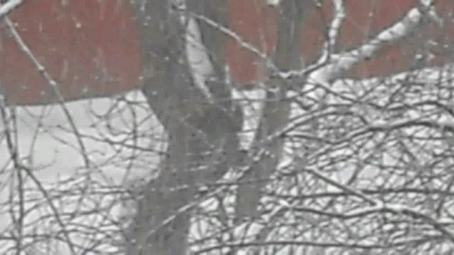 Белка 6546654354 DSCN5044