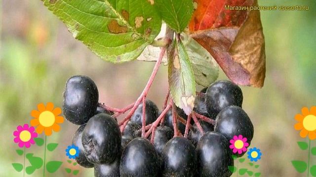 Арония черноплодная Смуглянка. Краткий обзор, описание характеристик ...