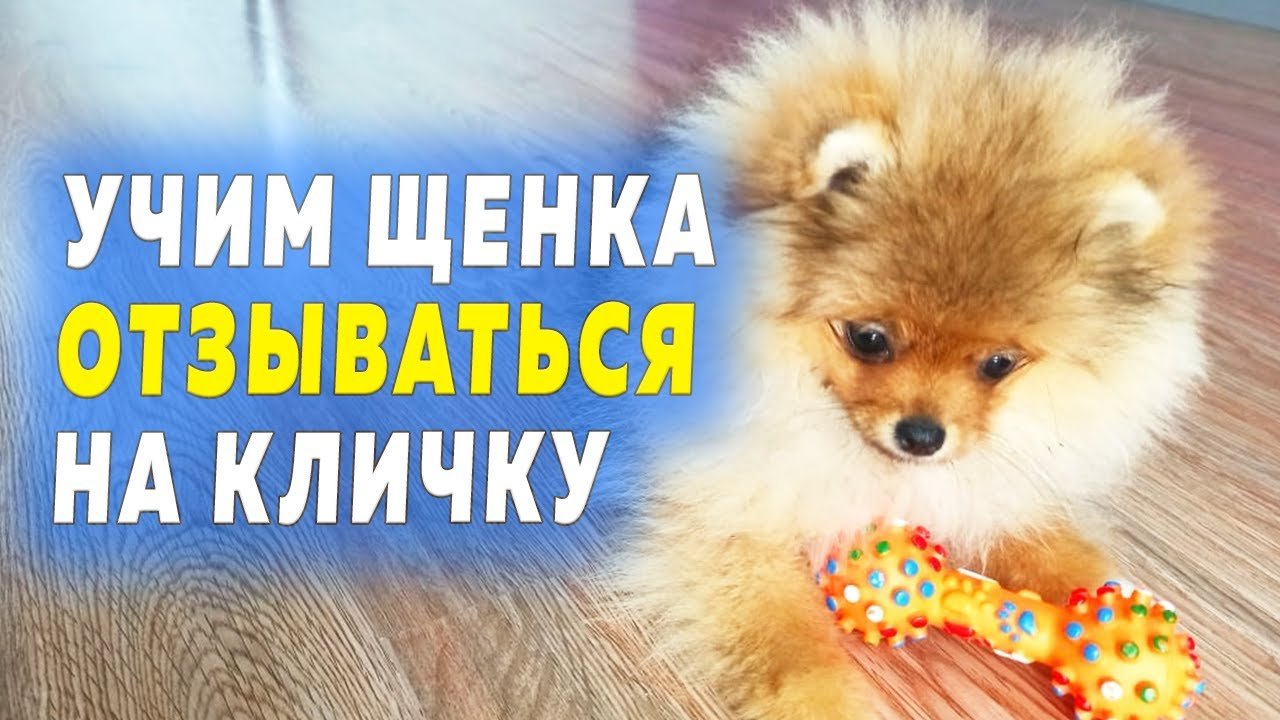 Учим щенка отзываться на кличку. Цвет настроения серый. Шпицы на прогулке. В Сибири дожди