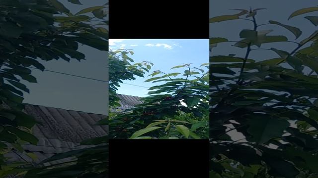 черешня