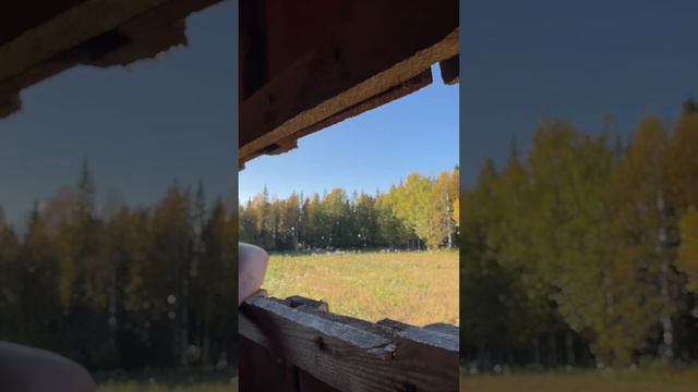 В Пермском лесу среди деревьев летает это