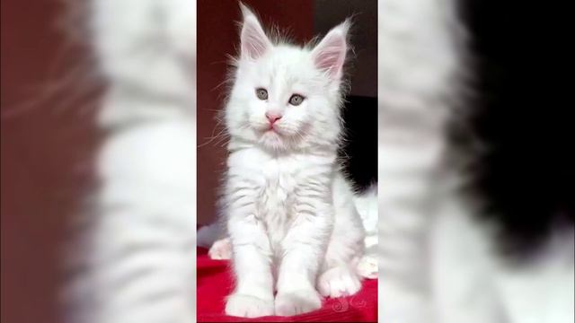 Ляпки | Подборка с котами | Выпуск №1