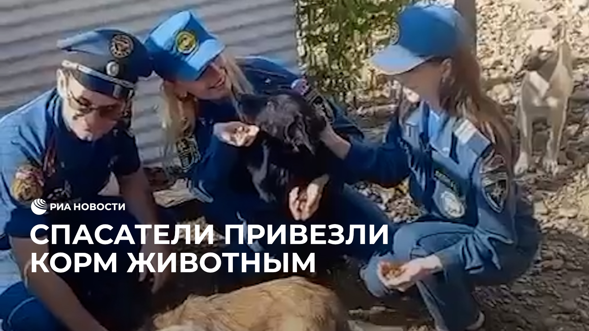Спасатели привезли корм для бездомных животных