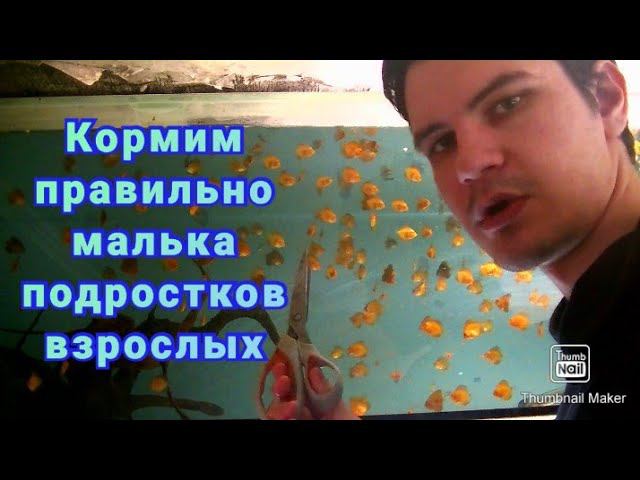 Правильное кормление малька, подростков и взрослых #fish #aquarium #разводня