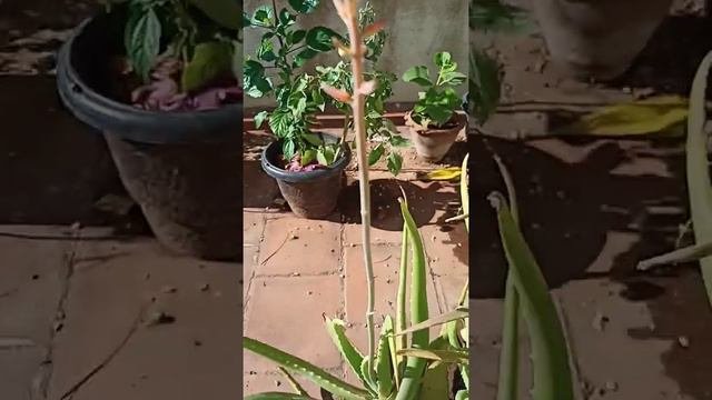Have you seen Aloe Vera Flower| Terrace Garden| GG's Junction