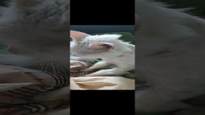 VID_20230726_070327.mp4